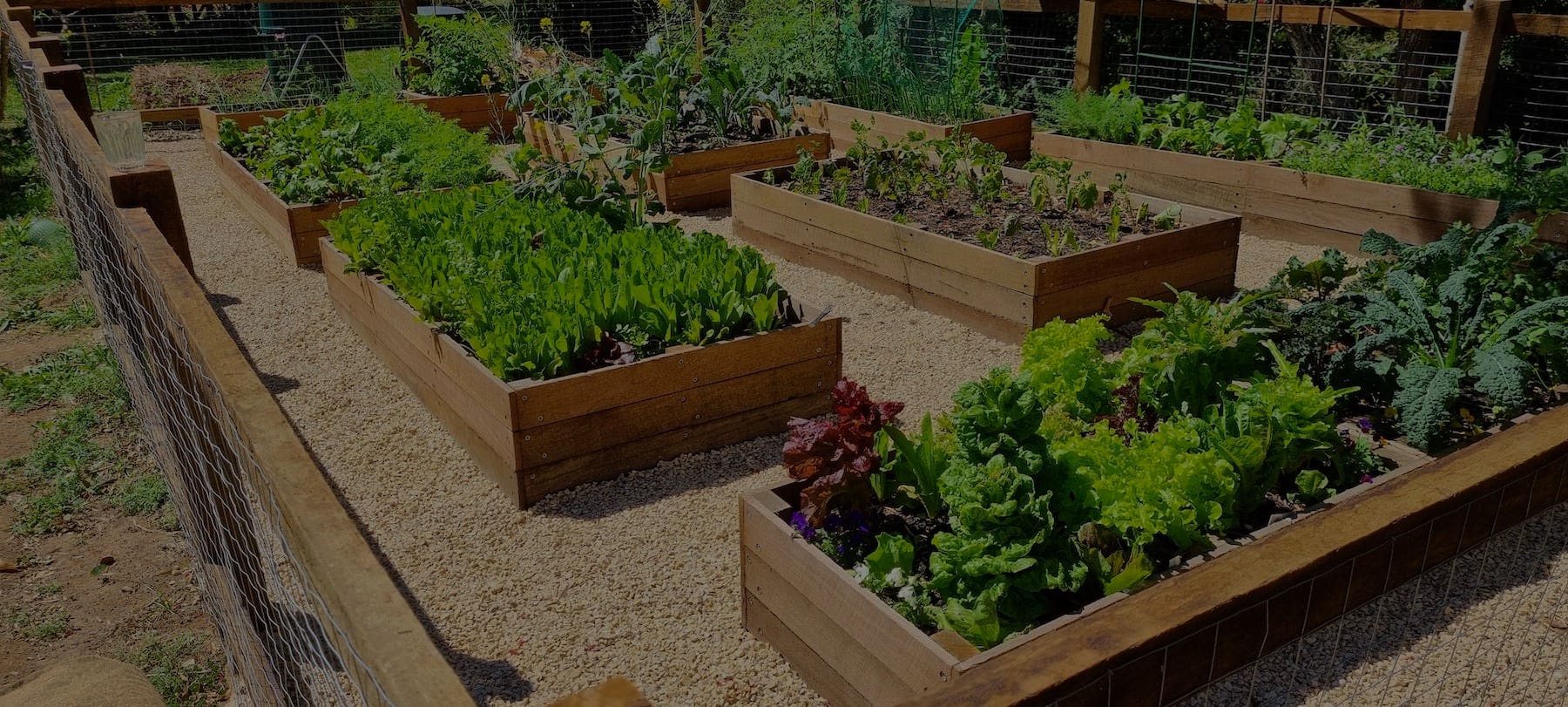 School kitchen gardens - Bedurveg Hardwood Garden Beds